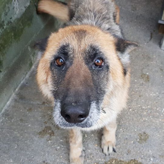 Pastor Alemán – Apadan