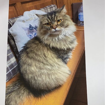 Casos externos perdidos – Apadan