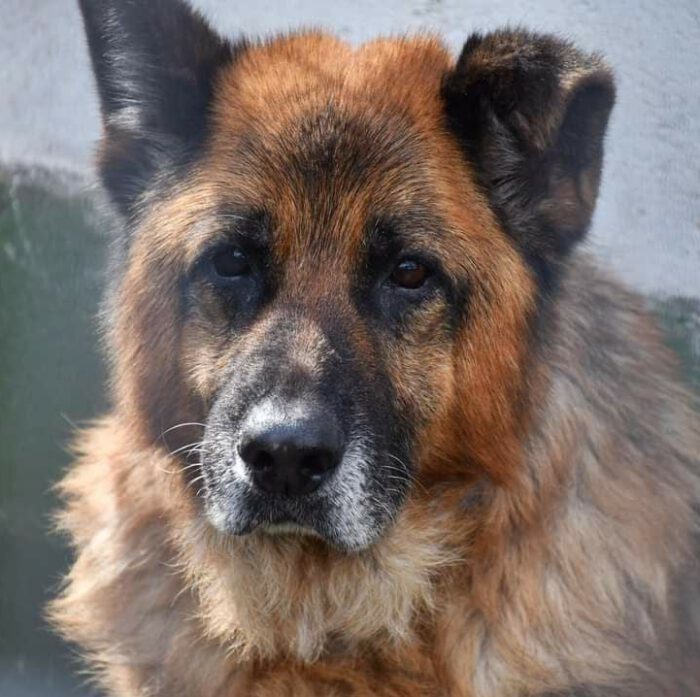 Pastor Alemán – Apadan