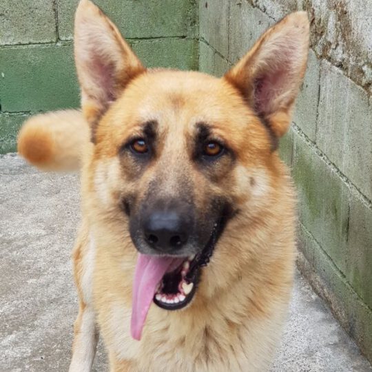 Pastor Alemán – Apadan