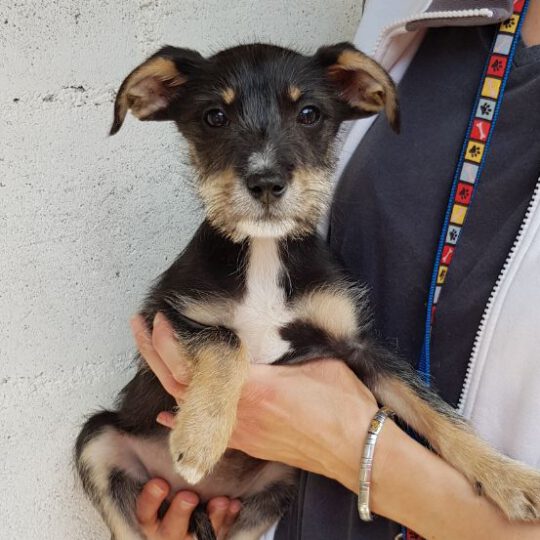 Cachorro en adopción – Apadan