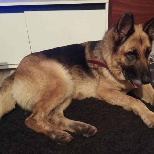 Pastor Alemán – Apadan