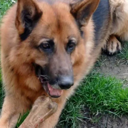 Pastor Alemán – Apadan