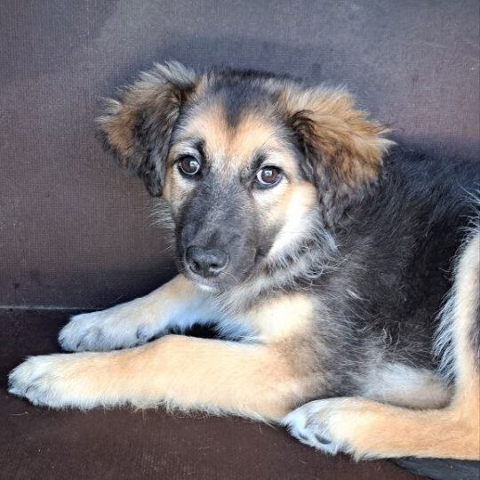 Cachorros – Apadan