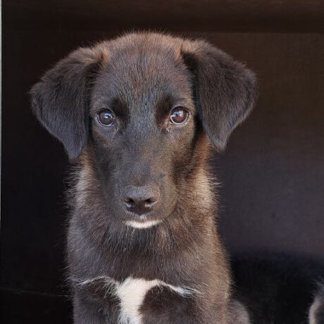 Cachorros – Apadan