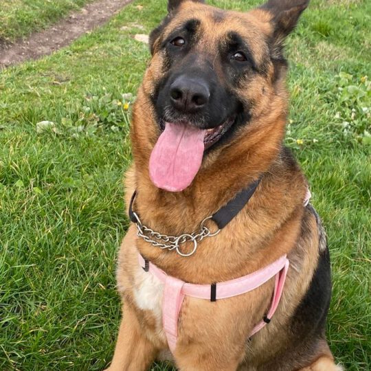 Pastor Alemán – Apadan