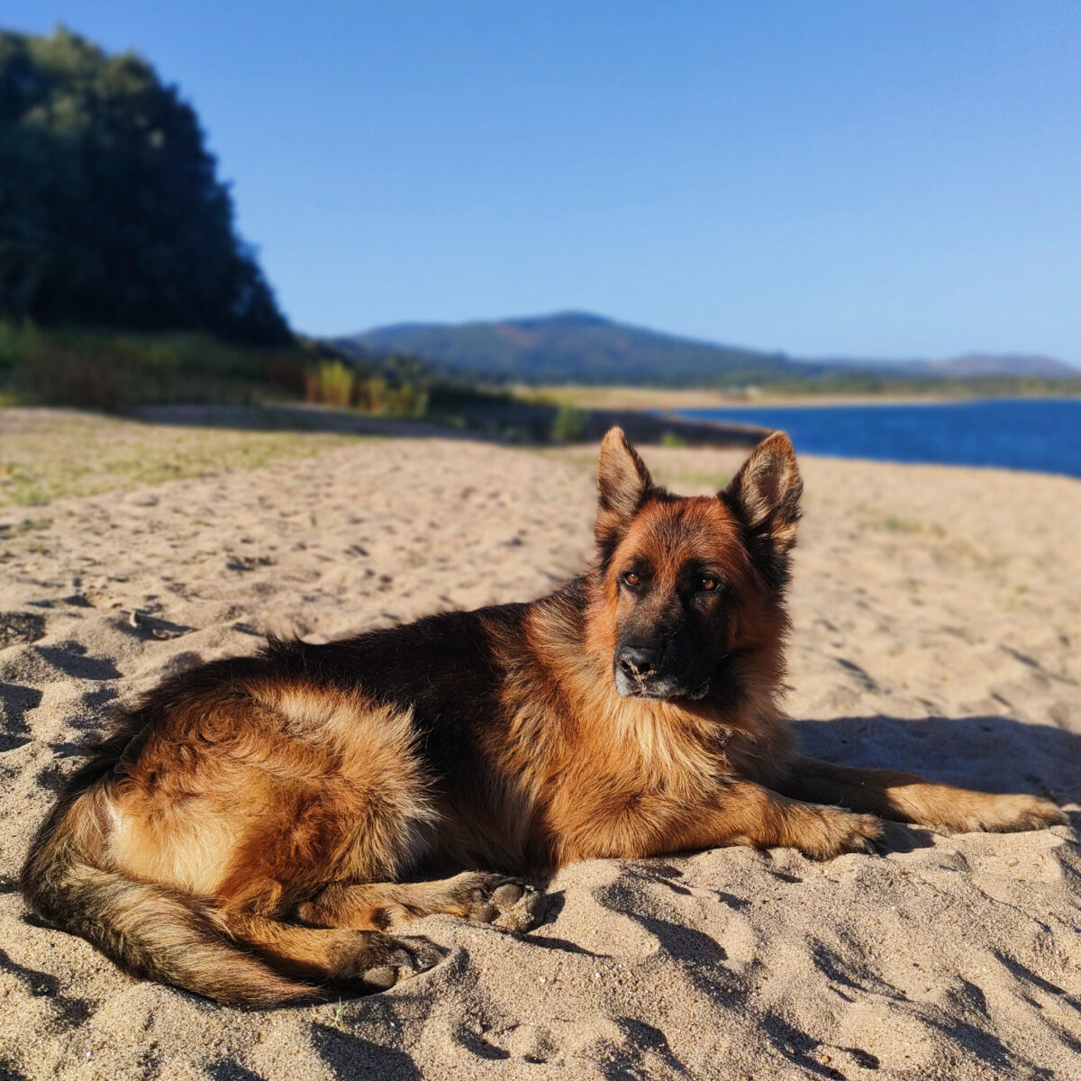 Pastor Alemán – Apadan