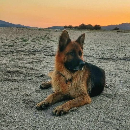 Pastor Alemán – Apadan