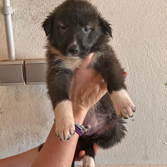 Cachorros – Apadan