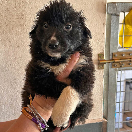 Cachorros – Apadan