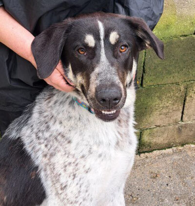 Apadan – Asociación Protectora de Animales Domésticos Abandonados del Noroeste