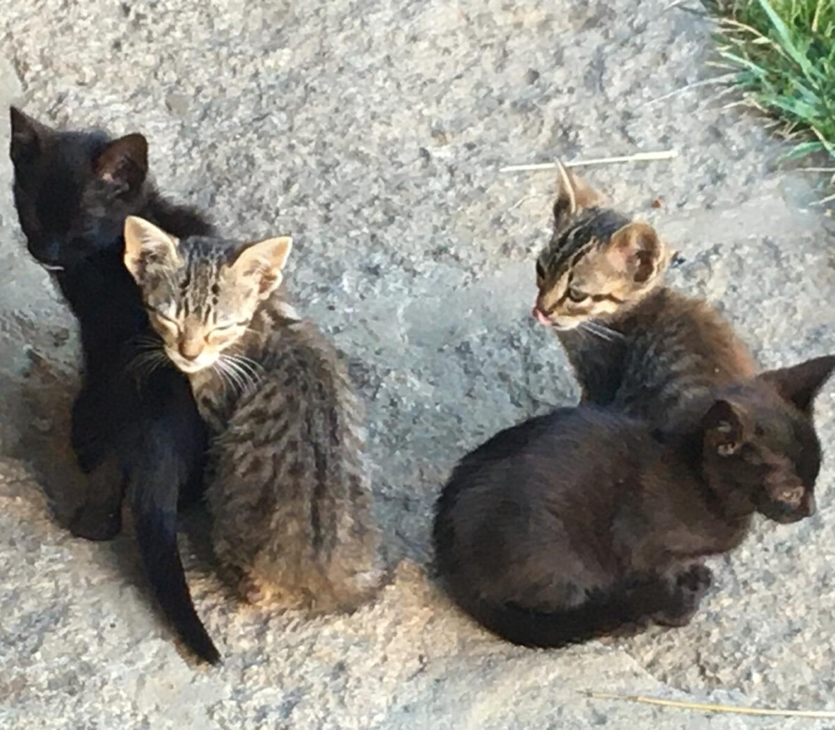 Gatitos – Apadan