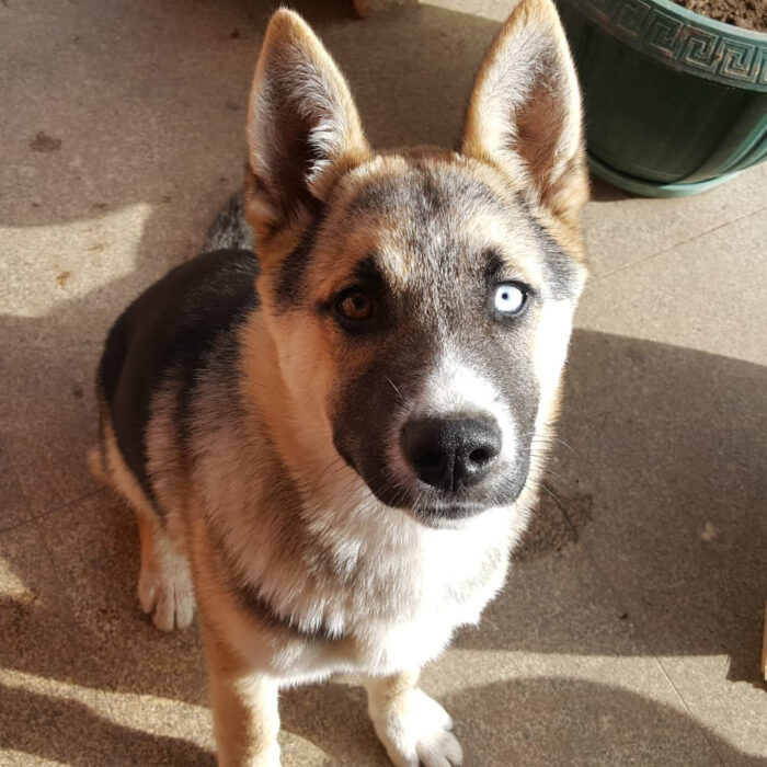 Pastor Alemán – Apadan