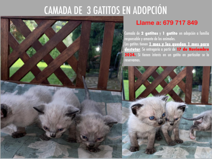 Gatitos – Apadan